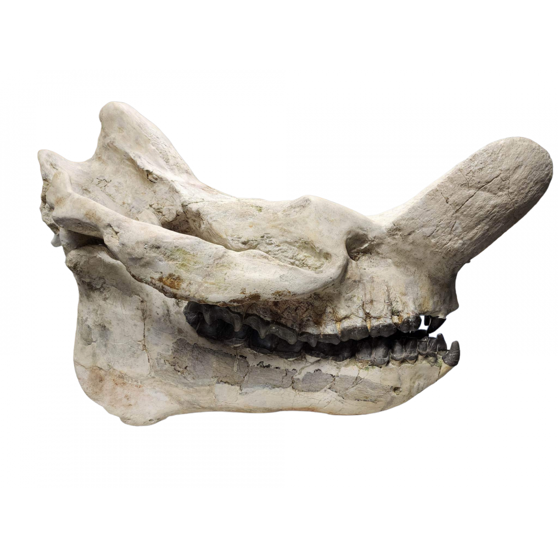 Brontotherium megaceratops skull (titanotherium)