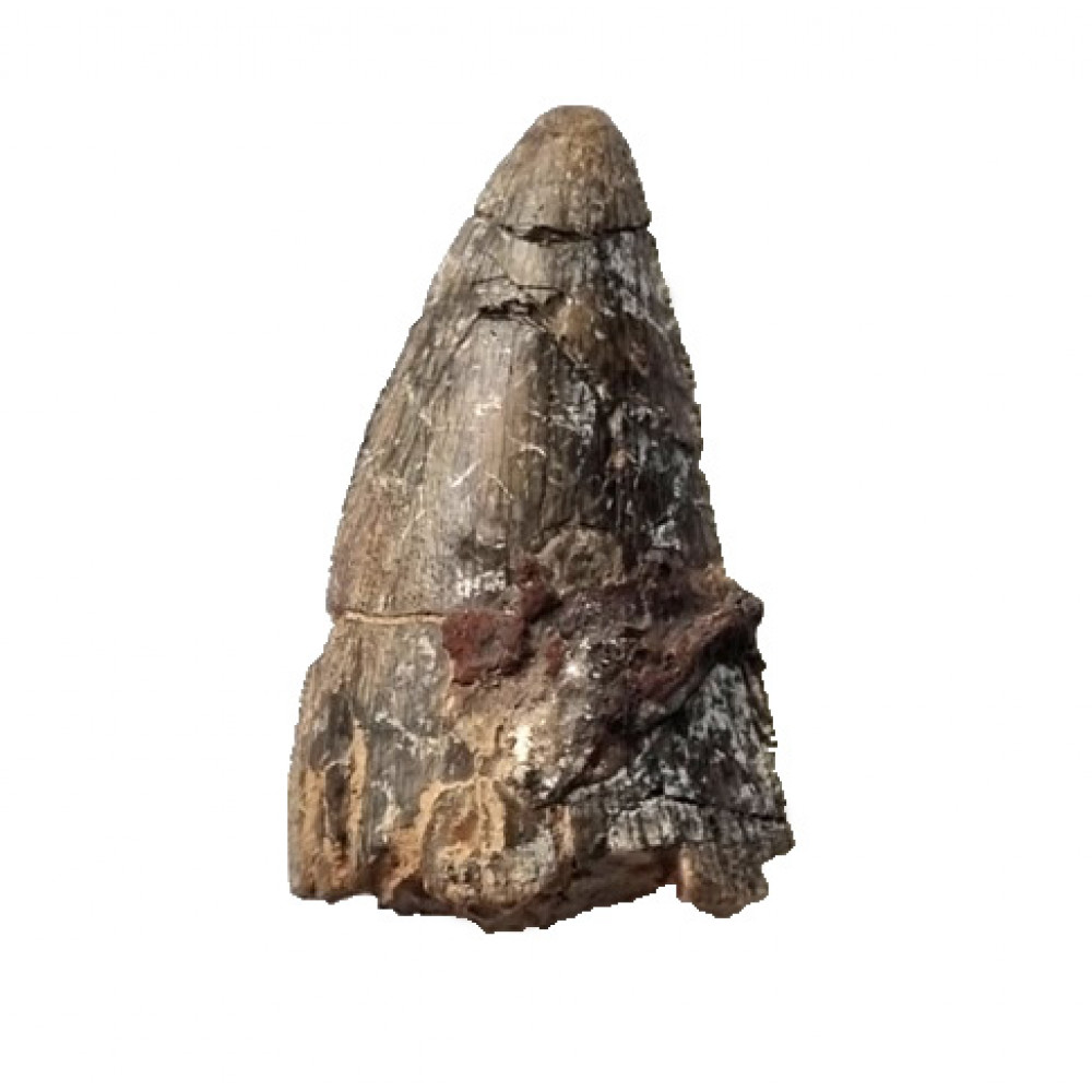 spinostropheus gautieri (tooth)
