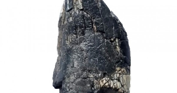 afrovenator abakensis fossil real dinosaur tooth niger fossile