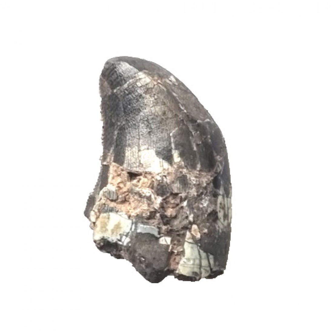 afrovenator abakensis (teeth)