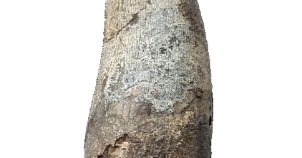 afrovenator abakensis fossil real dinosaur tooth niger fossile