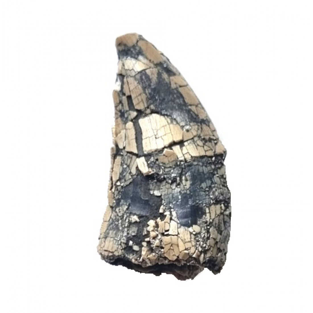 afrovenator abakensis (teeth)