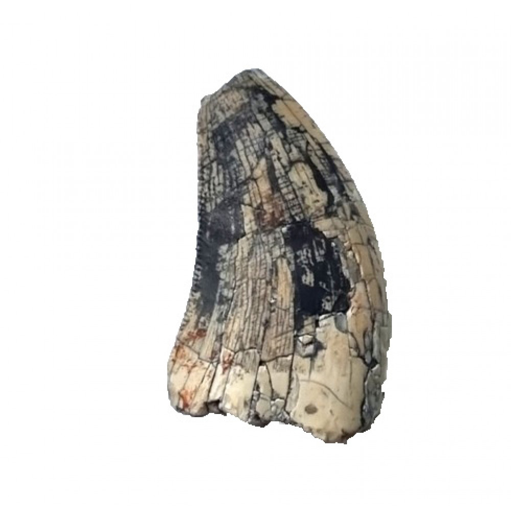 spinostropheus gautieri fossil real dinosaur tooth niger fossile