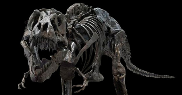 FOSSILS