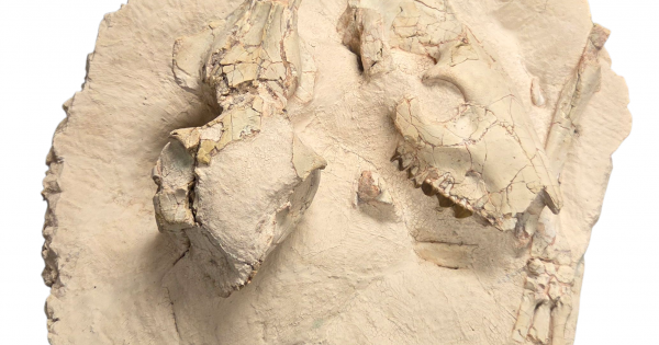 Merycoidodon culbertsoni double skull with leg oreodont
