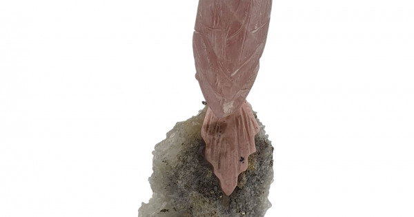 Parrot bird minerals