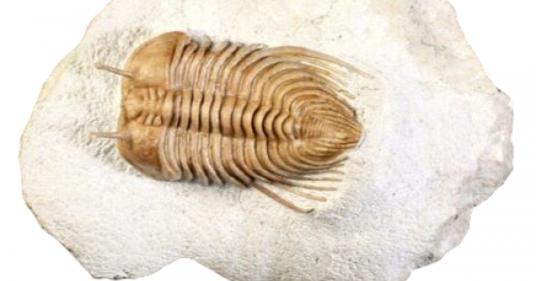 Cybele panderi trilobite
