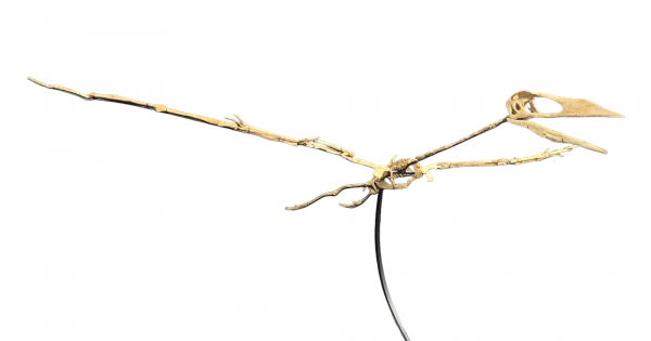 Alcione Elainus(Pterosaur)