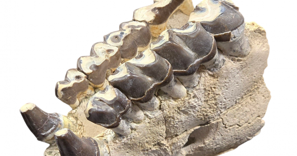 Brontotherium megaceratops jaw (titanotherium)