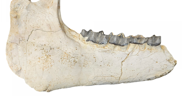 Brontotherium megaceratops jaw (titanotherium)