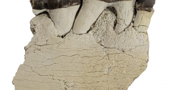 Brontotherium megaceratops jaw (titanotherium)