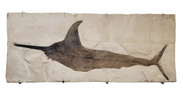 Xiphiorhynchus fossil swordfish