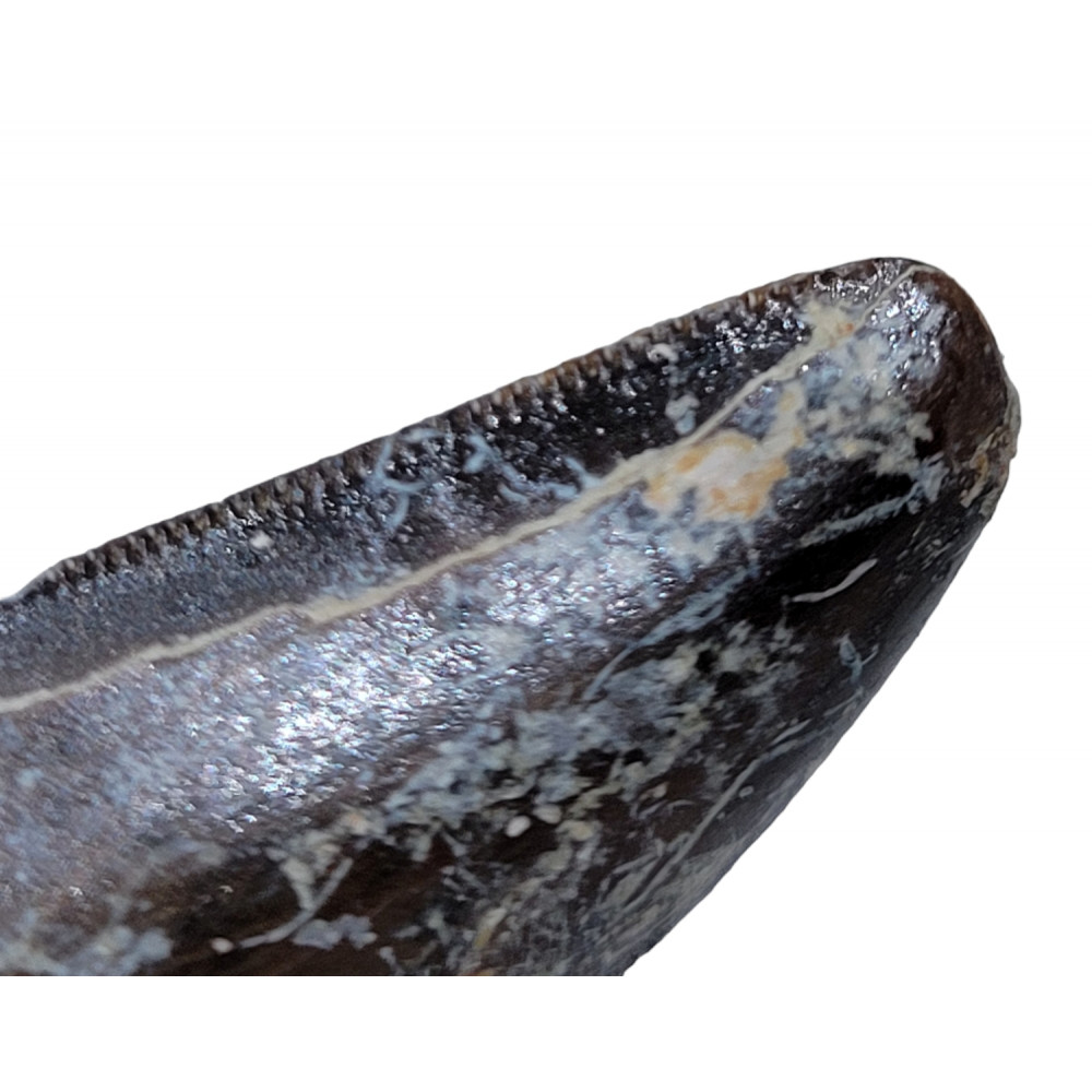 ceratosaurus sp. (tooth) fossil real dinosaur tooth morocco fossile ...