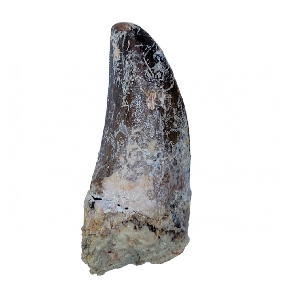 ceratosaurus sp. (tooth) fossil real dinosaur tooth morocco fossile ...