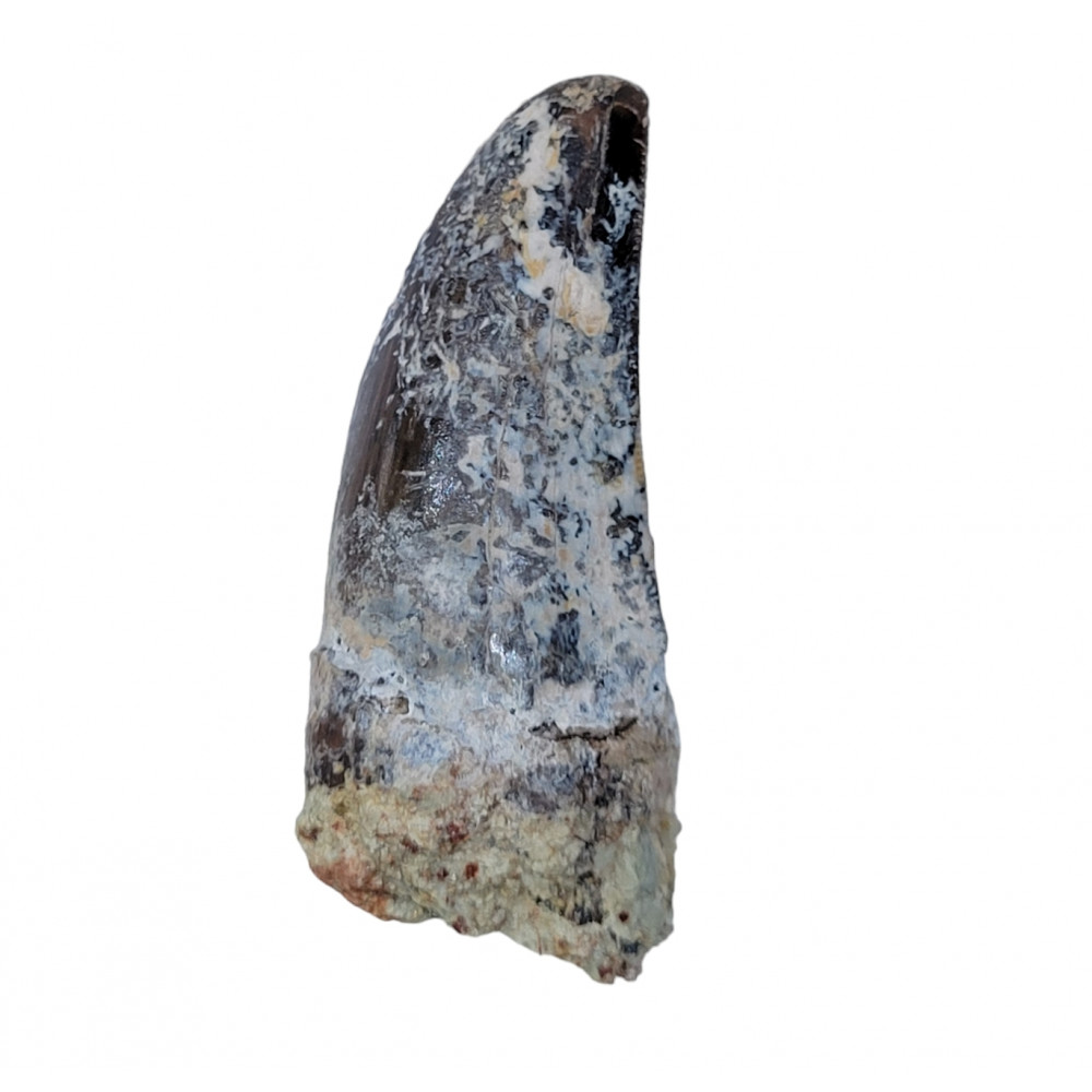 ceratosaurus sp. (tooth) fossil real dinosaur tooth morocco fossile ...