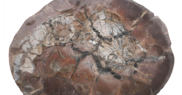 Mecochirus sp