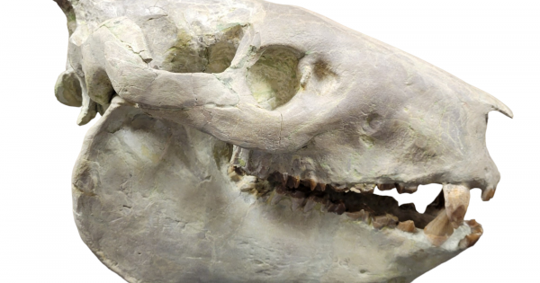Eporeodon major (skull with vertebra)
