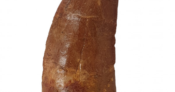 carcharodontosaurus saharicus (tooth) african Trex