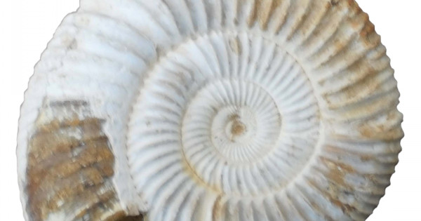 Kranaosphinctes rabei