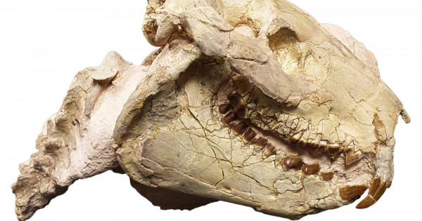 Eporeodon major (skull with vertebra)