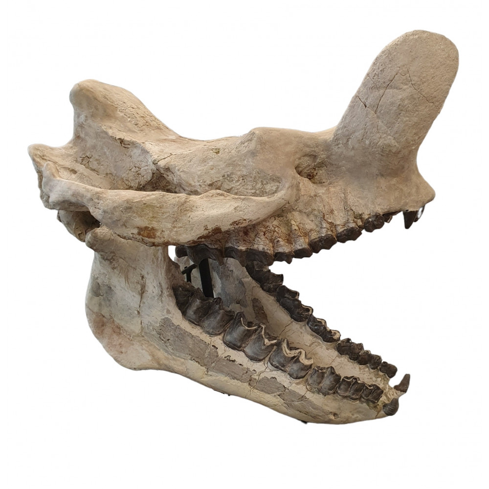 Brontotherium megaceratops skull (titanotherium)