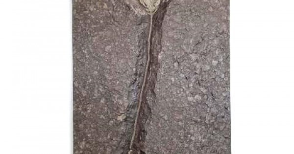 seirocrinus subangularis
