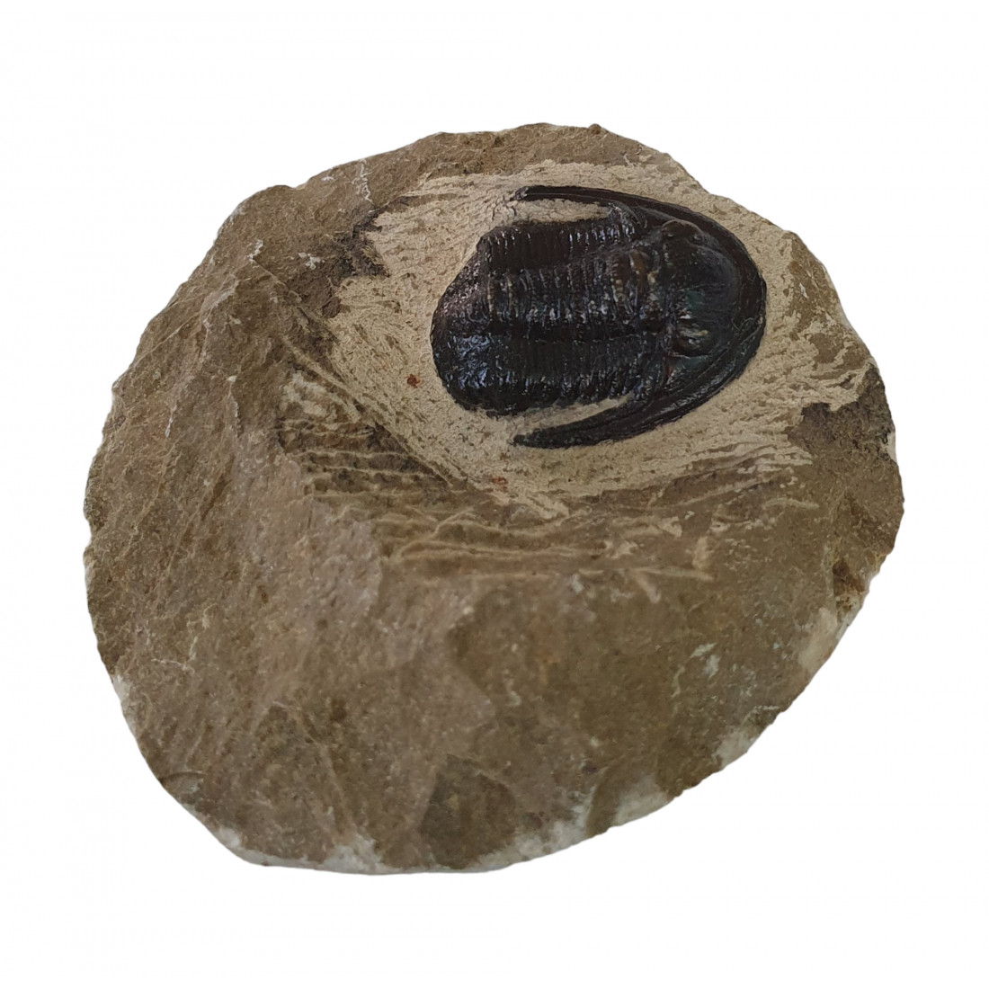 diademaproetus praecursor