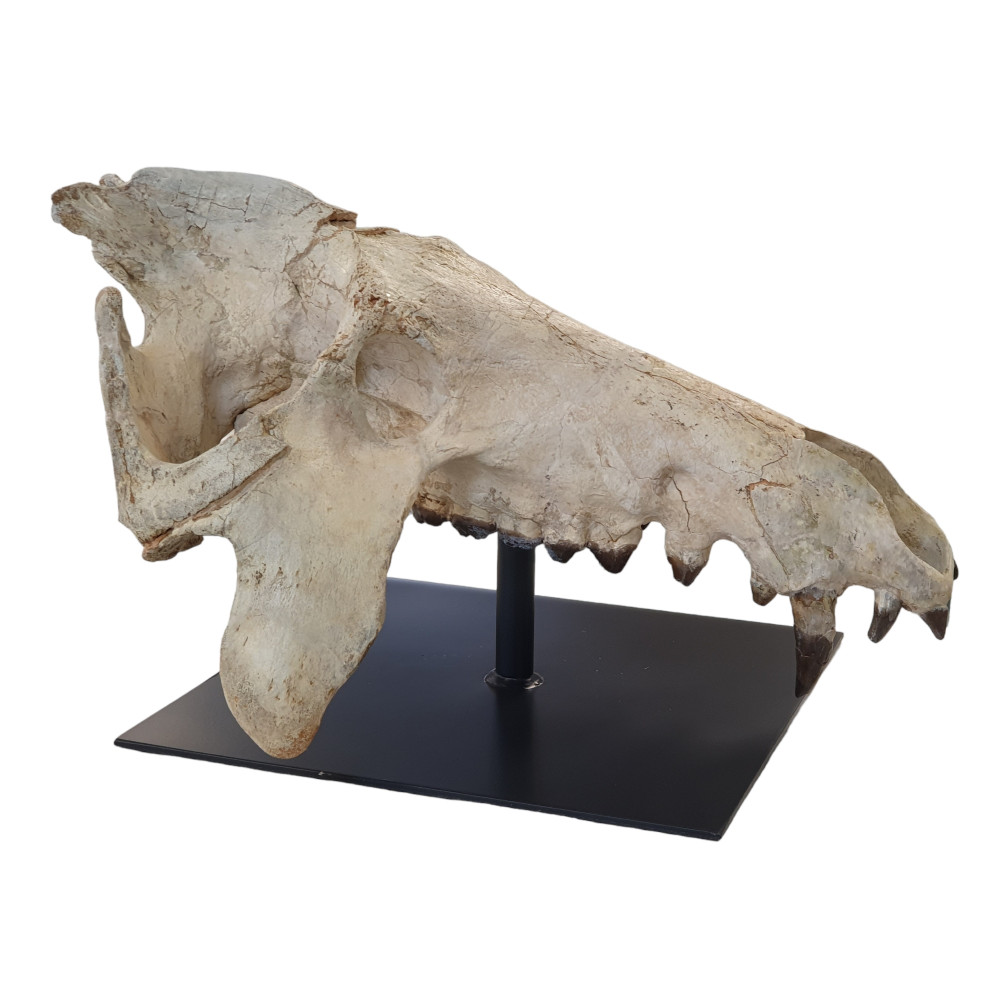 archaeotherium mortoni (skull)