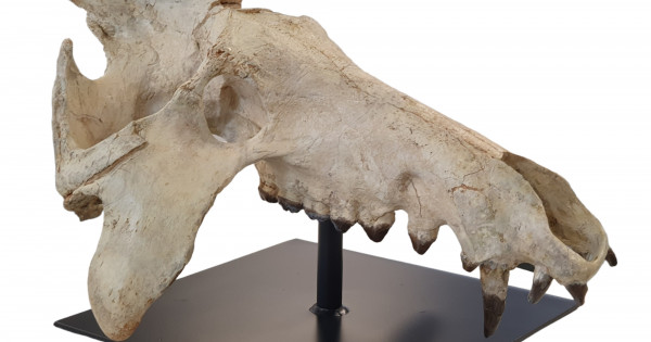 archaeotherium mortoni (skull)