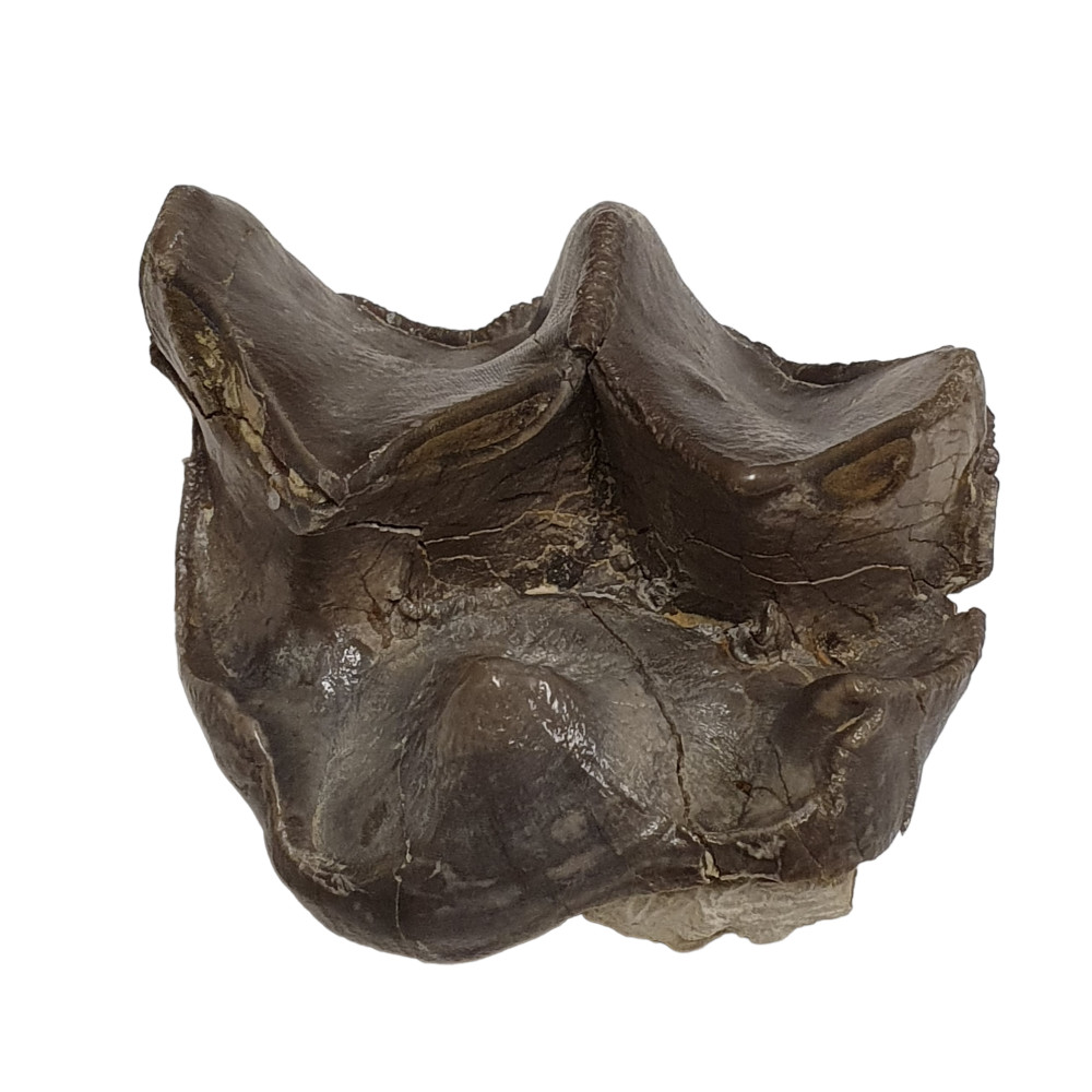 Brontotherium megaceratops tooth (titanotherium)