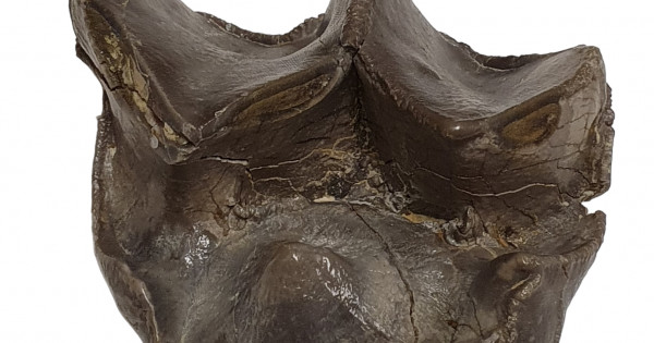 Brontotherium megaceratops tooth (titanotherium)