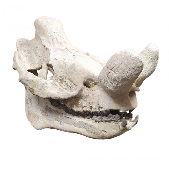 Brontotherium megaceratops skull (titanotherium)