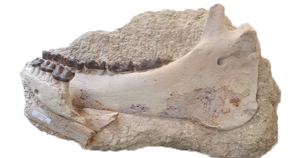 Brontotherium megaceratops Jaw (titanotherium)