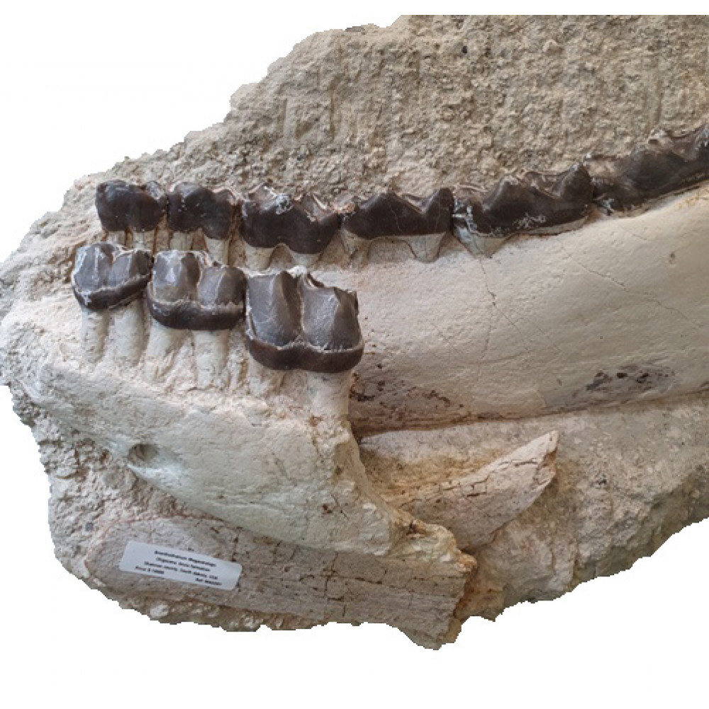 Brontotherium megaceratops Jaw (titanotherium)