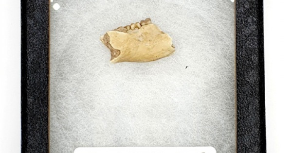 Ischyromys typus (squirel jaw)