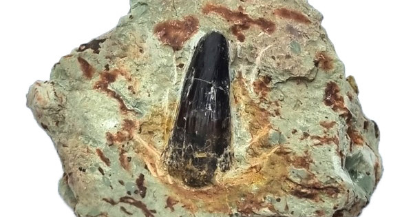 suchomimus dinosaur tooth