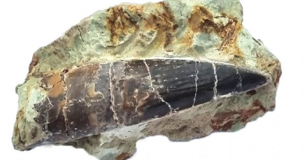 suchomimus dinosaur tooth