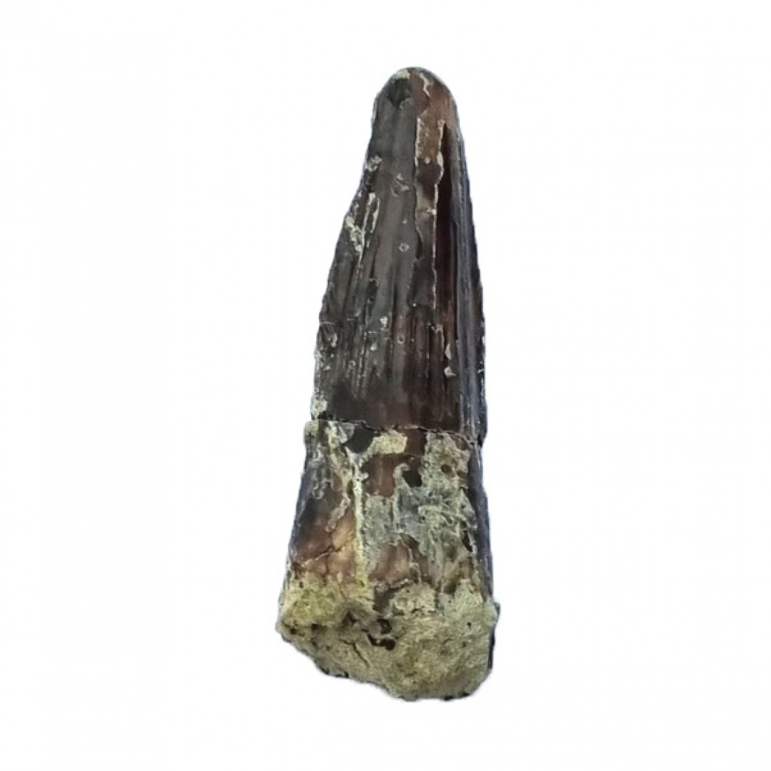 suchomimus dinosaur tooth