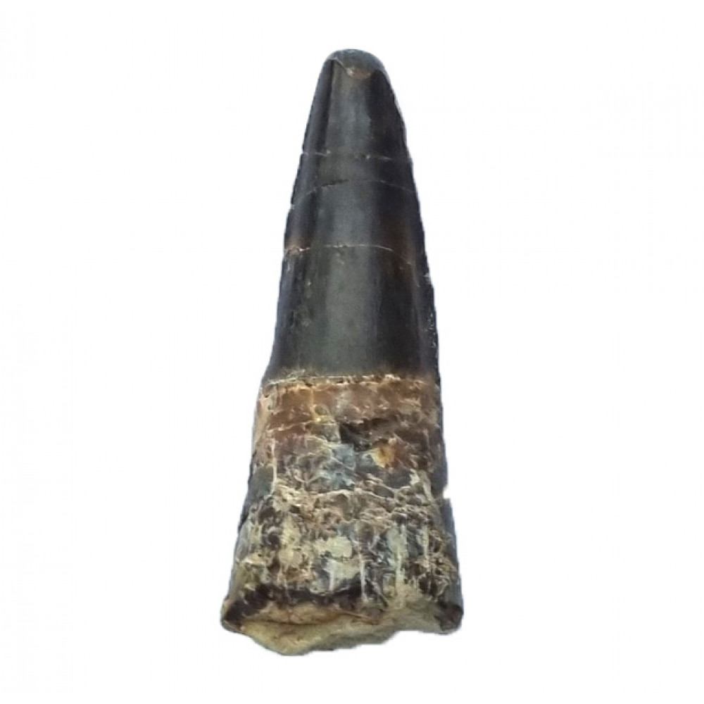suchomimus dinosaur tooth