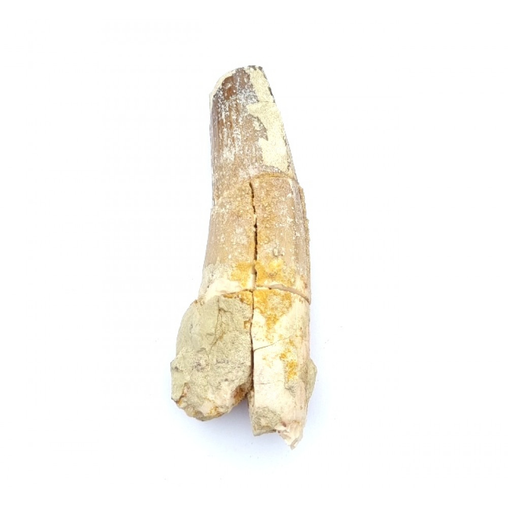 Spinosaurus aegypticus (tooth)