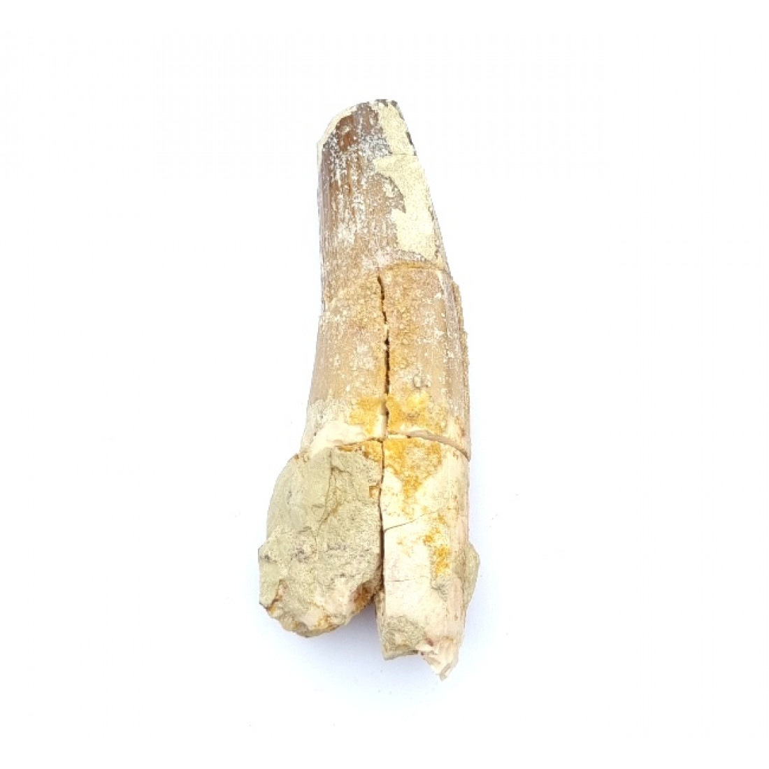 Spinosaurus aegypticus (tooth)