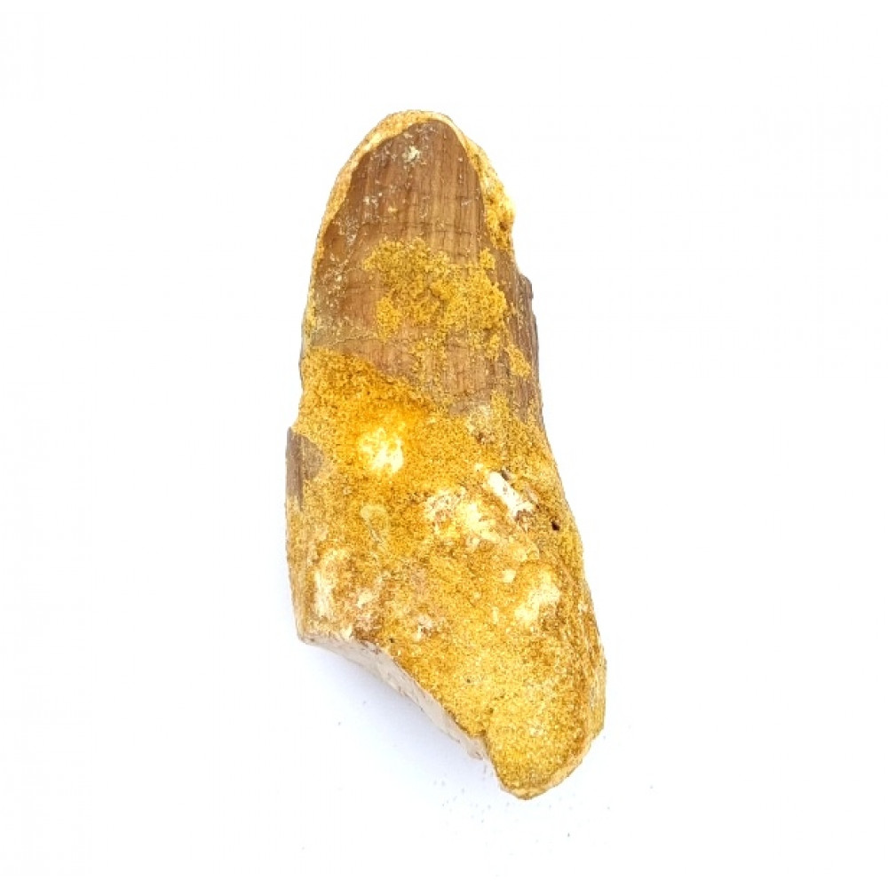Spinosaurus aegypticus (tooth)