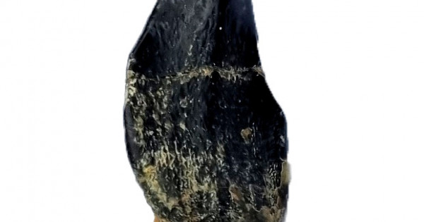 atlasaurus imelakei (tooth) fossil real dinosaur tooth morocco fossile