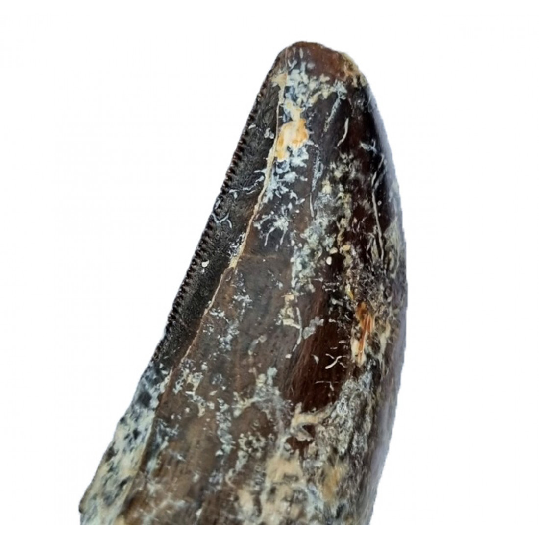 ceratosaurus morocco