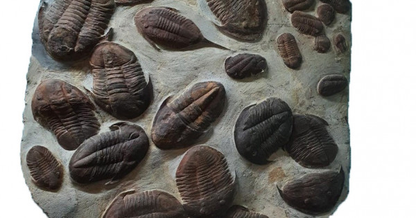 asaphidae et megitaspis filacovi