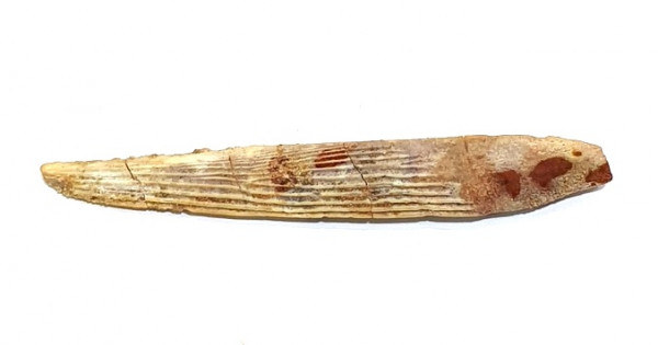 hybodus epine dorsale