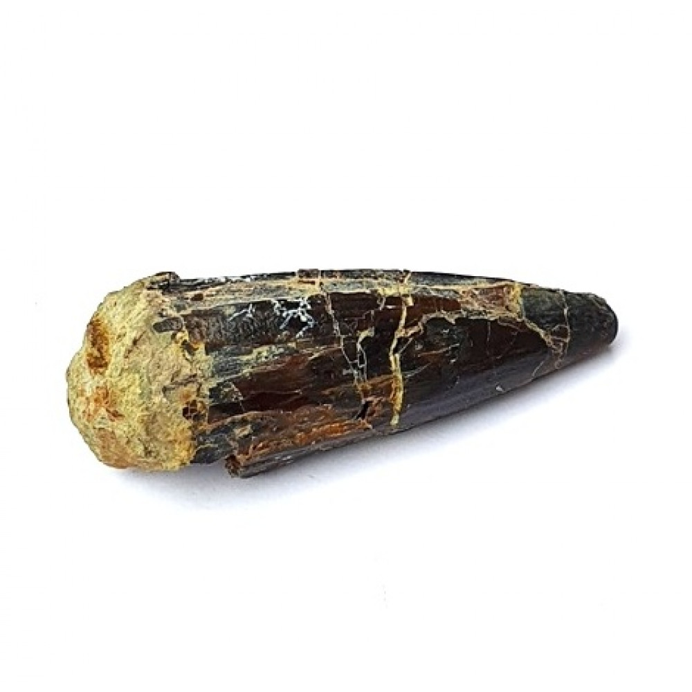 suchomimus dinosaur tooth