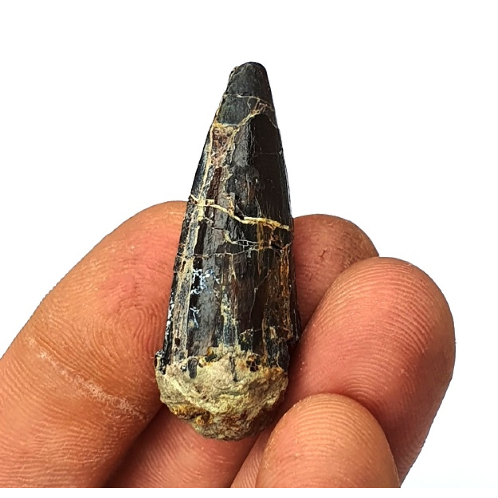 suchomimus dinosaur tooth