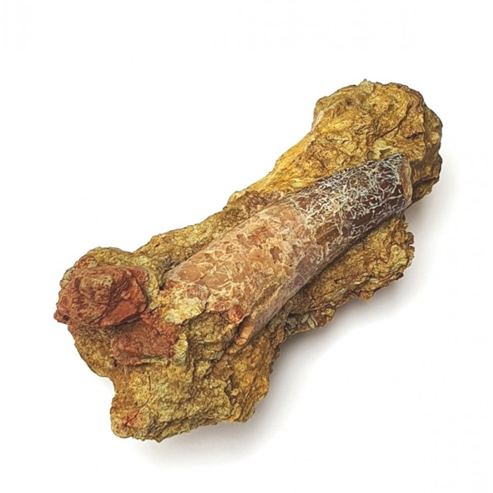 suchomimus dinosaur tooth