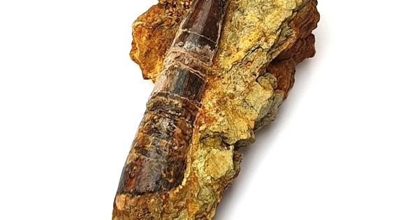 suchomimus dinosaur tooth